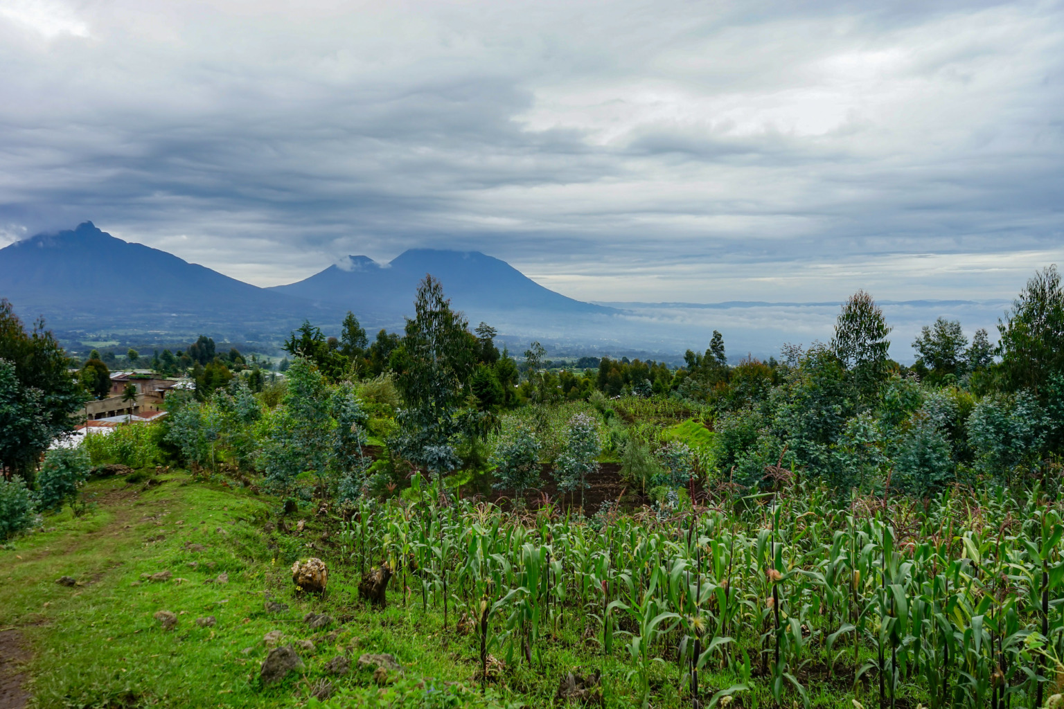 Volcanoes Nationalpark Ruanda: Unsere Tipps, Highlights & Preise