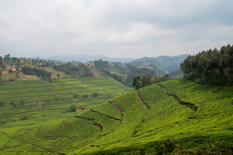 Ruanda Sehenswürdigkeiten: Highlights im Land der 1.000 Hügel